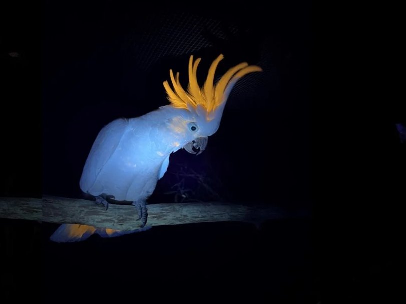 Biofluorescent Animals and Plants - Glow Show Tasmania